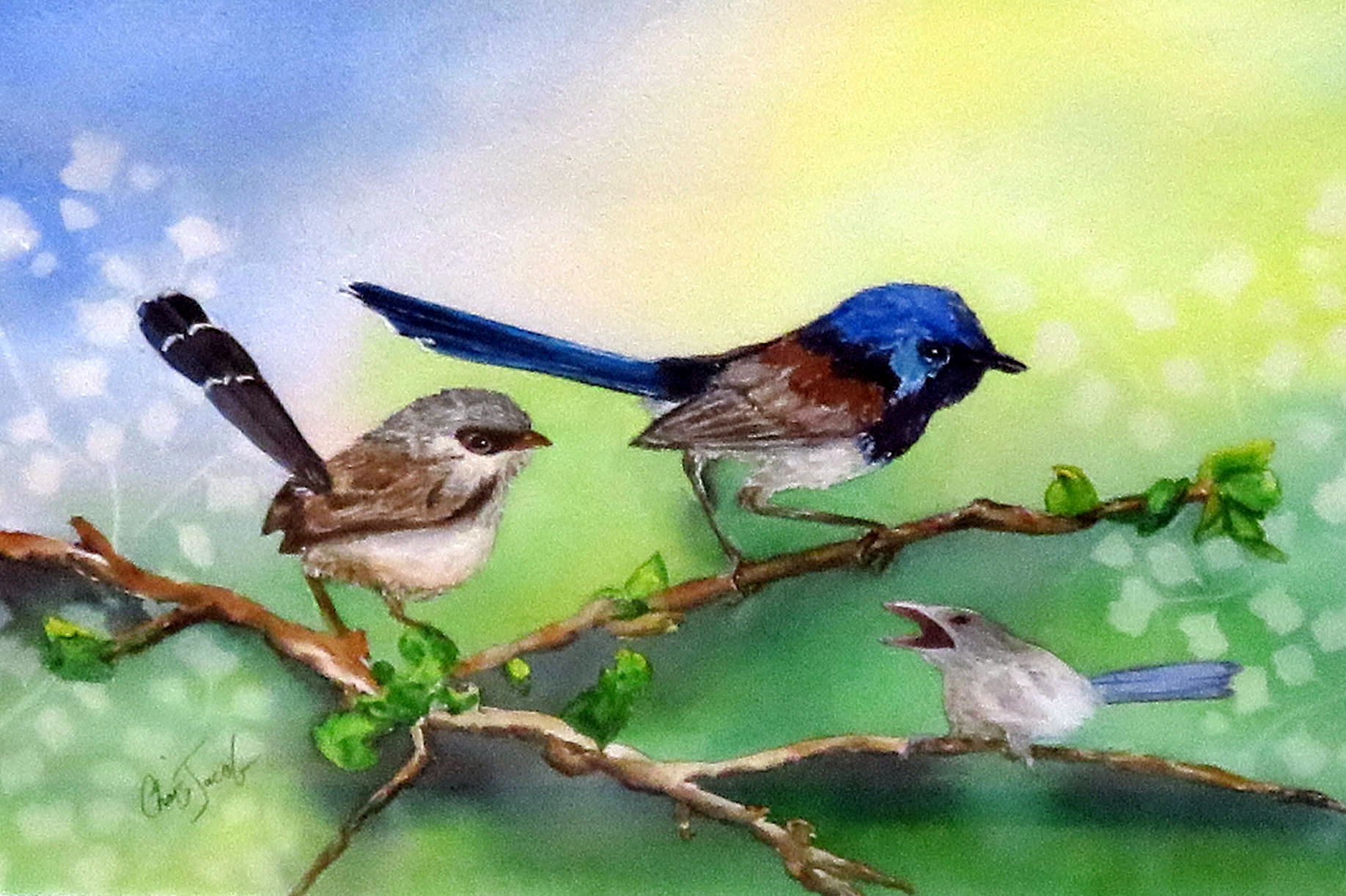 Blue Wren Family - Newcastle Art Society